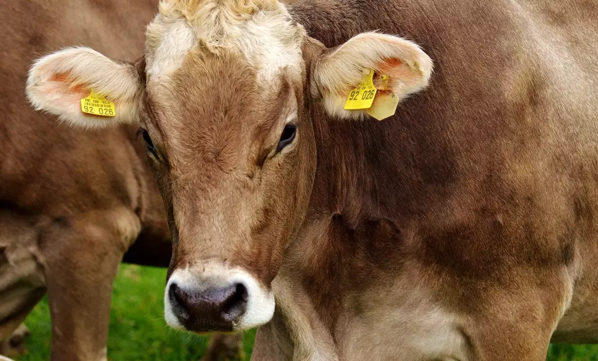 El cuero y la artesanía de la explotación animal - ¡Derechos Animales ya!