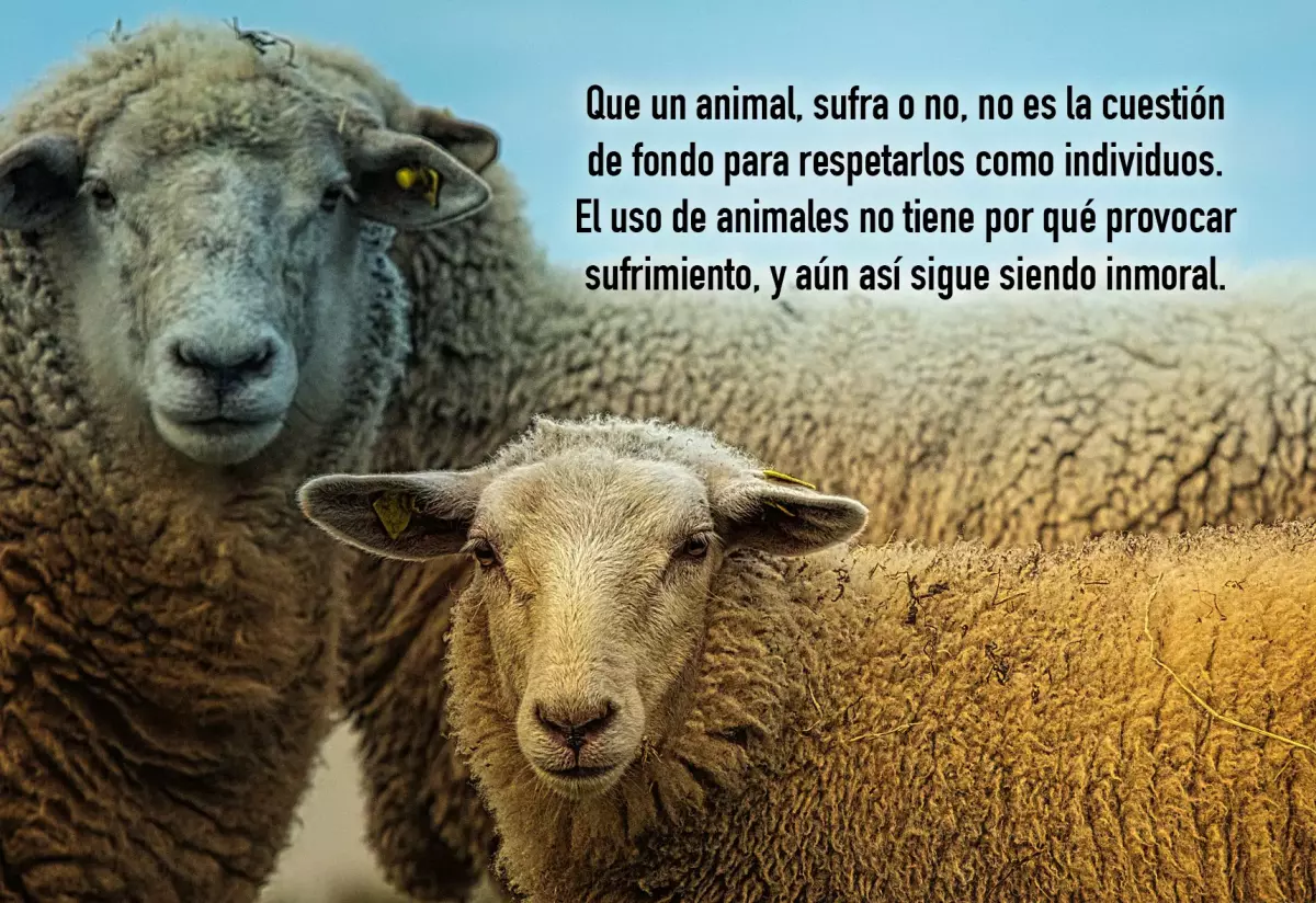 ¿Qué es la explotación animal? ¿Por qué es injusta? - ¡Derechos ...