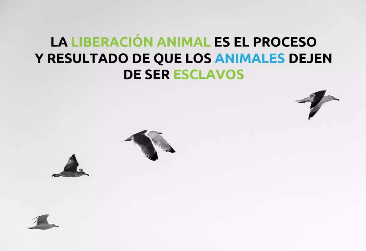 La liberación animal y los mitos sobre su significado - ¡Derechos ...