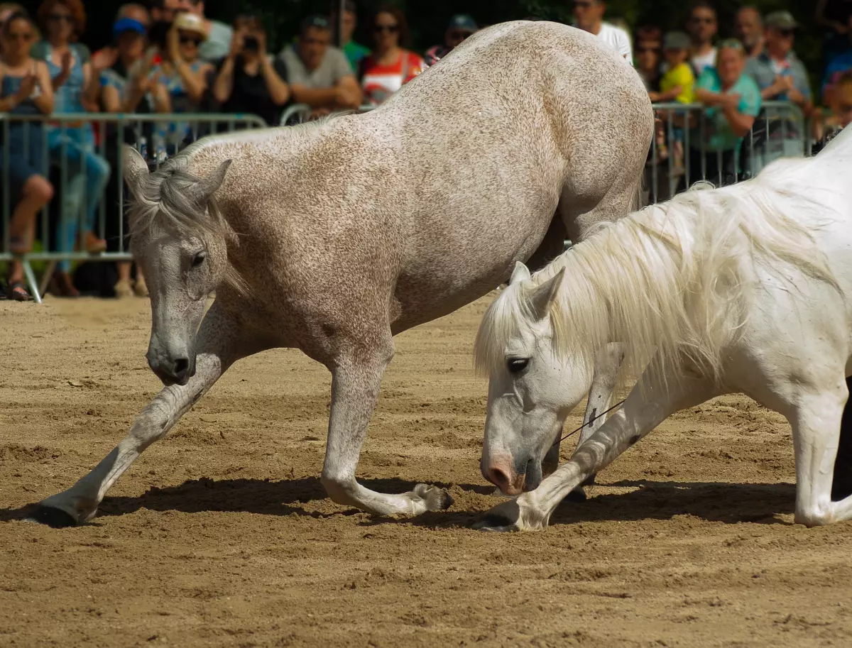 La equitación y la doma de caballos - ¡Derechos Animales ya!