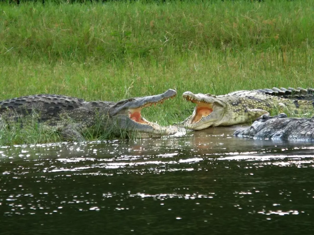 Desplazamiento de los cocodrilos - ¡Derechos Animales ya!