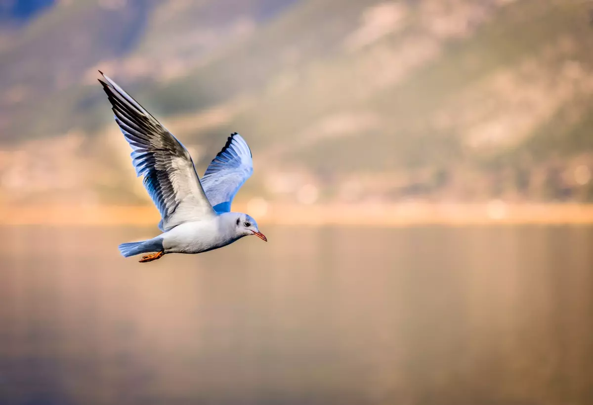 Los animales no son libres - ¡Derechos Animales ya!