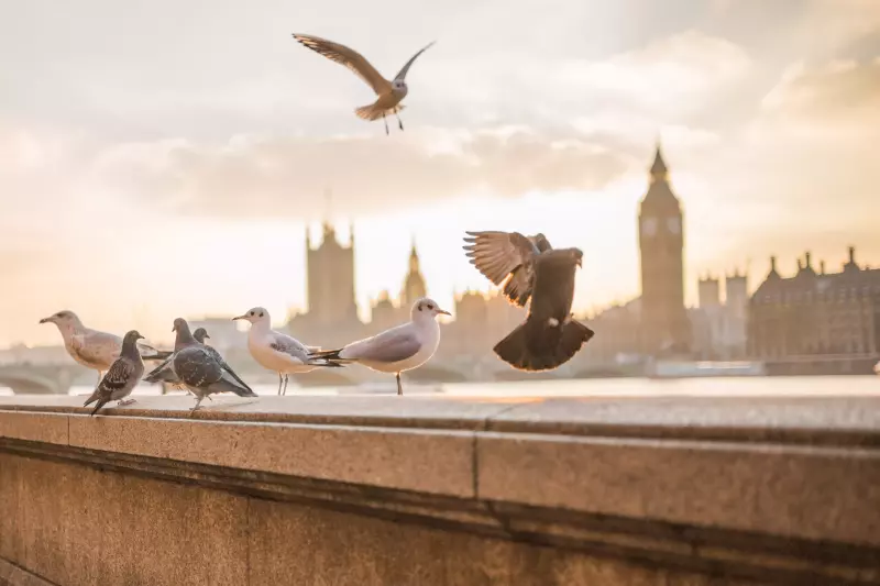 Los animales no son libres - ¡Derechos Animales ya!