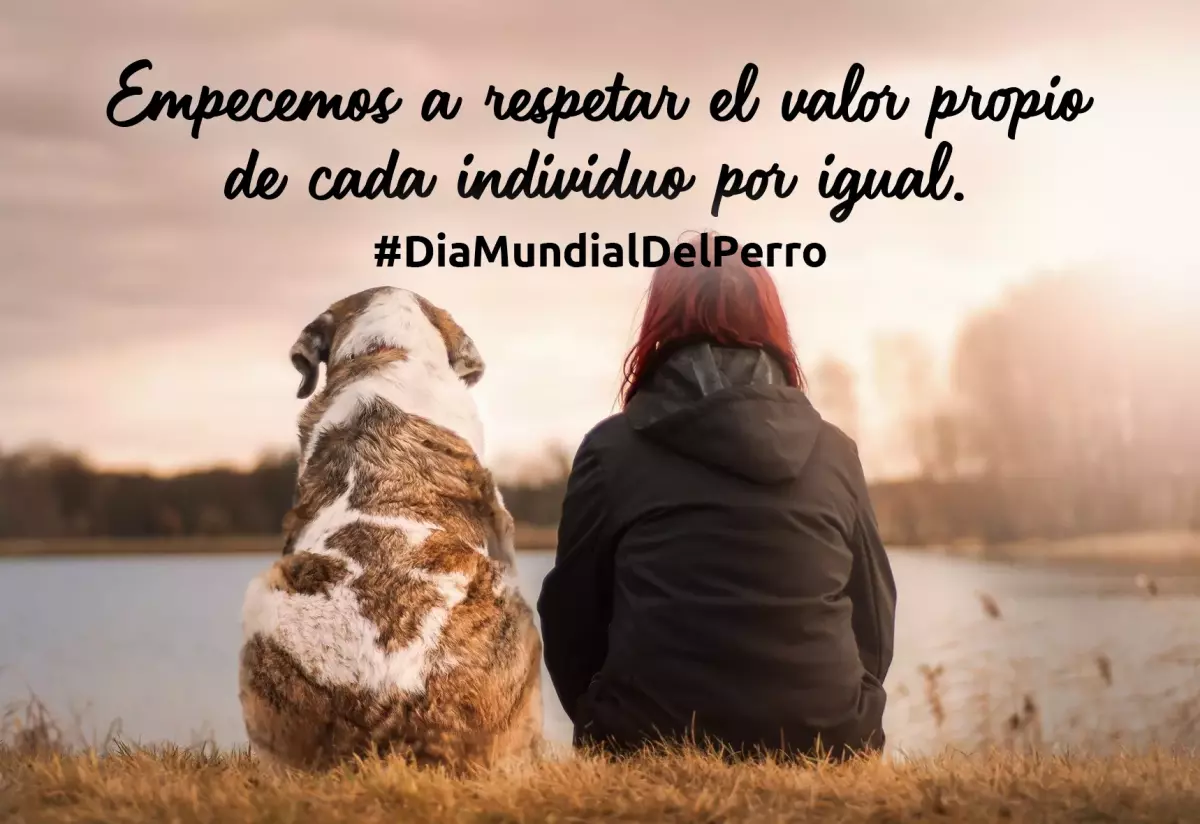 ¿Qué es la explotación animal? ¿Por qué es injusta? - ¡Derechos ...